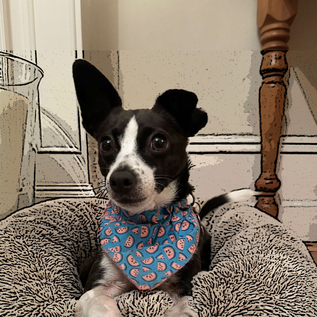 Dig Dog Range – Secret Projects Retail UK